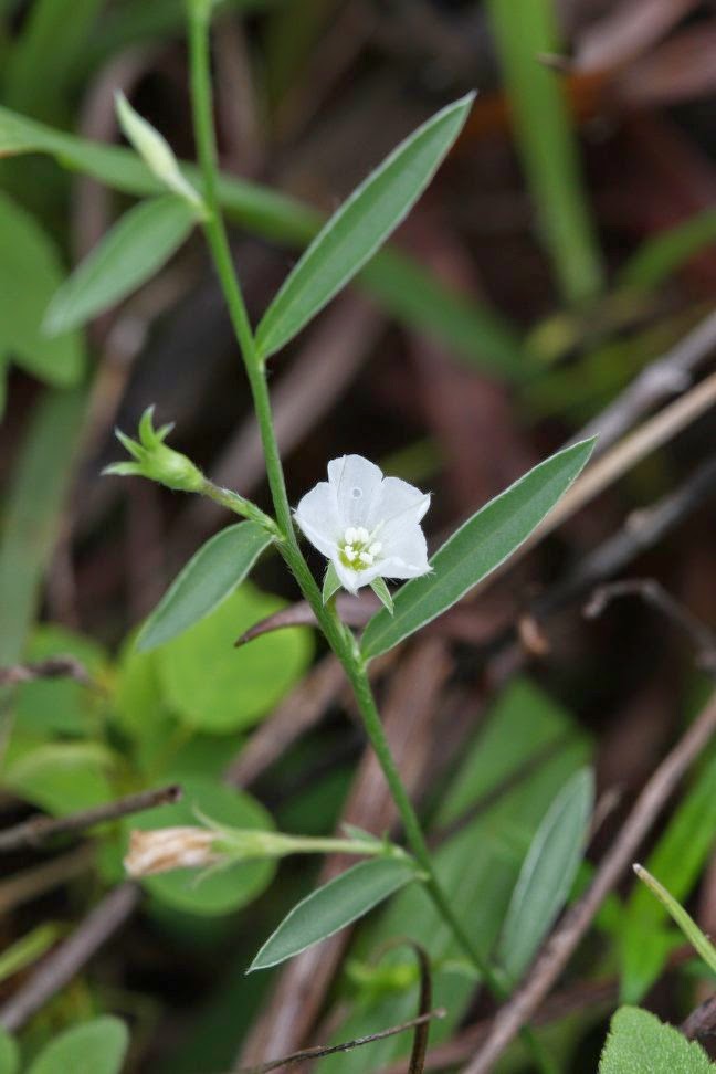 Flora de Puerto Rico Ilustrada Papo Vives: CONVOLVULACEAS EVOLVULUS ...