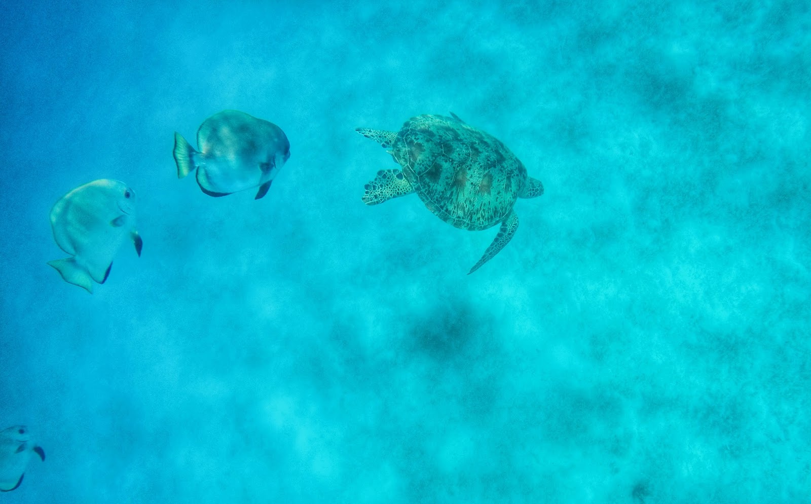 Travel Guide to Apo Reef Natural Park - moredantravels