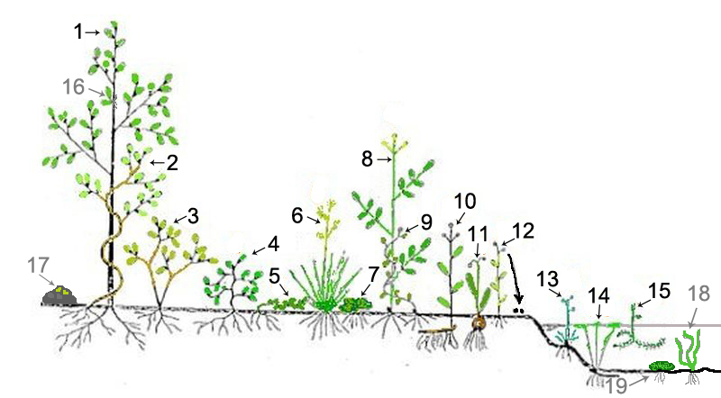 Pleurothallidinae: Classification des végétaux selon Raunkiaer
