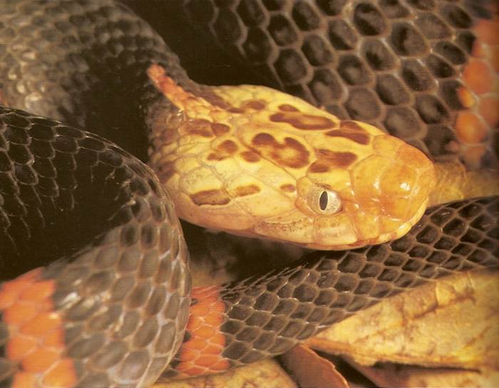 Life is short, but snakes are long: Fea's Pitless Pitvipers
