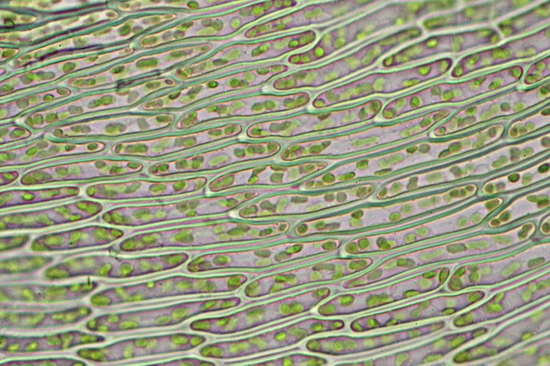 EL MUNDO MICROSCÓPICO DE LAS PLANTAS: Musgos. Ctenidium mollusucm y ...