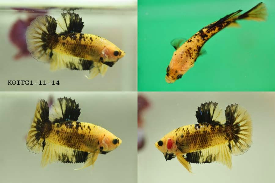 Bettazone: Betta of the week : KOI Tiger - Yellow black