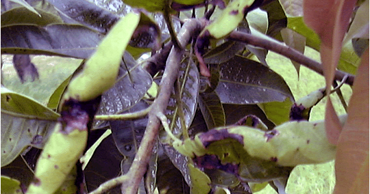 kulapuk hitam pada jambak bunga mangga - RowantaroDaniel