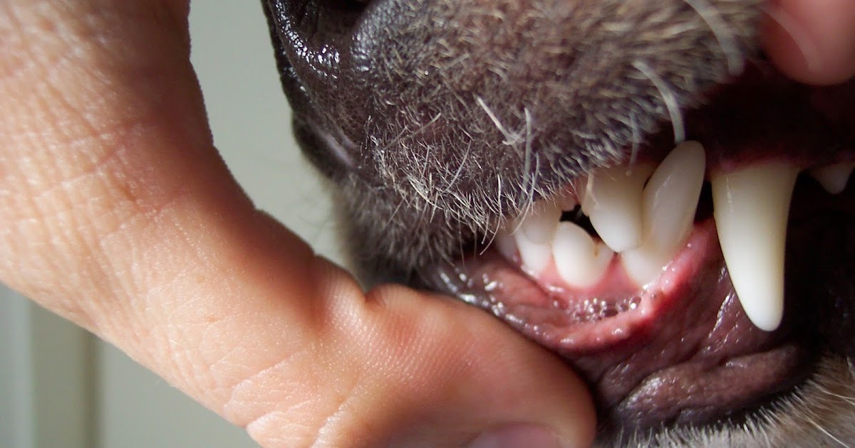 The Dog Geek: Eight Years of Tooth Wear
