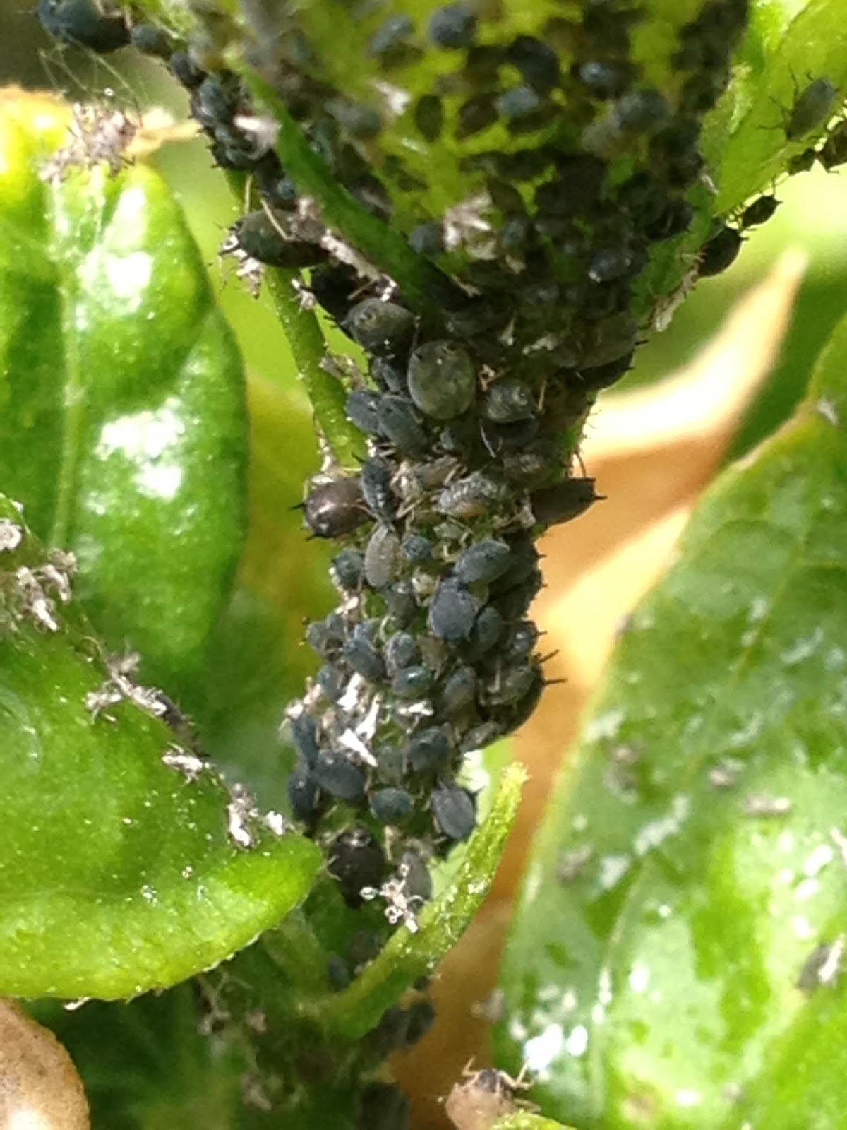 Fruit Tree Pruning at Its Best: Aphid Control on Fruit Trees