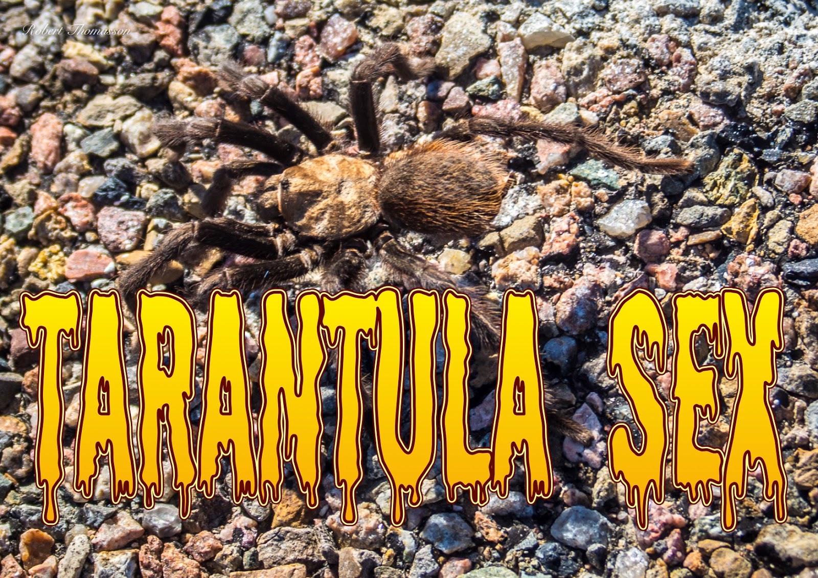 Mundus Vult Decipi Ergo Decipiatur Tarantula Sex