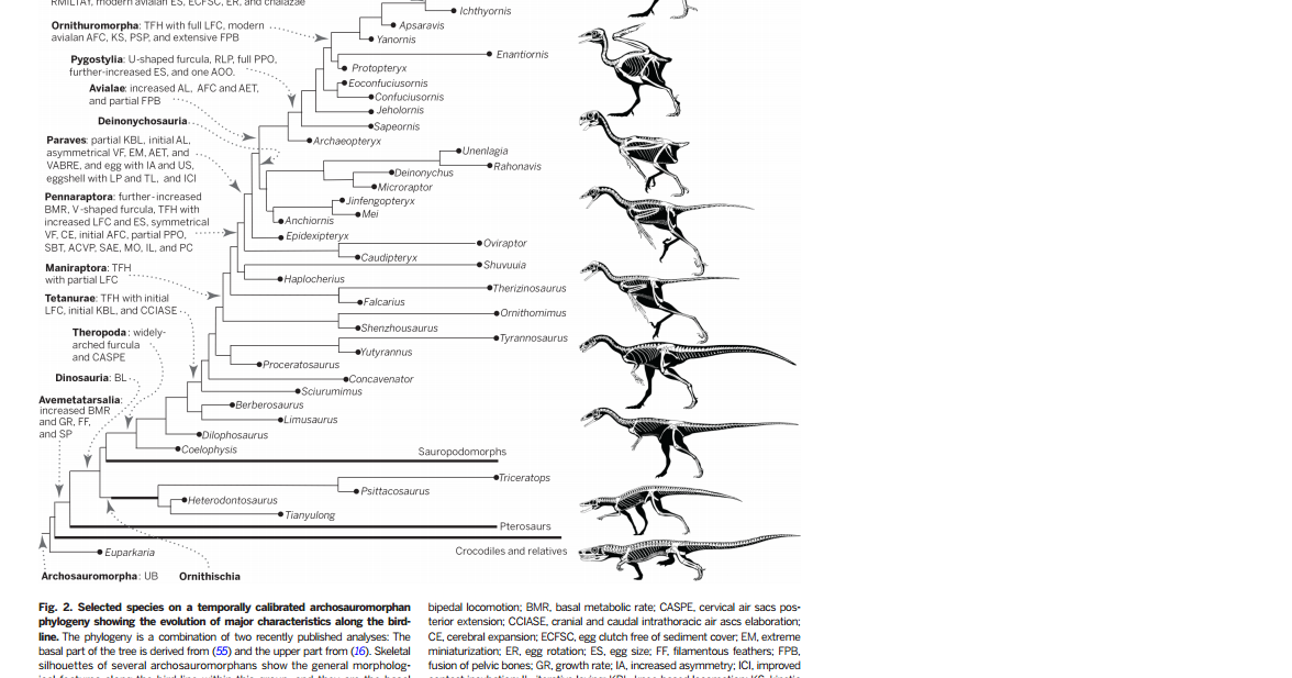 Pterosaurs to Birds: Basal Paraves Flying