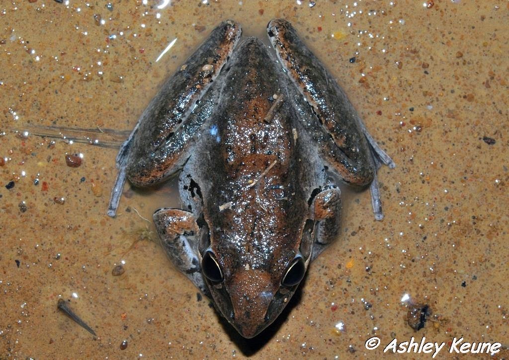 Australian Frogs Photography: KEUNEA PHOTOGRAPHY