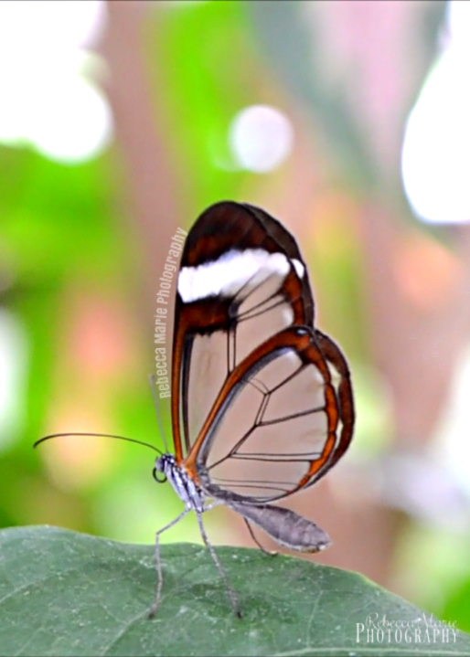 Butterfly Days: My Photos from the Magic Wings Butterfly Conservatory