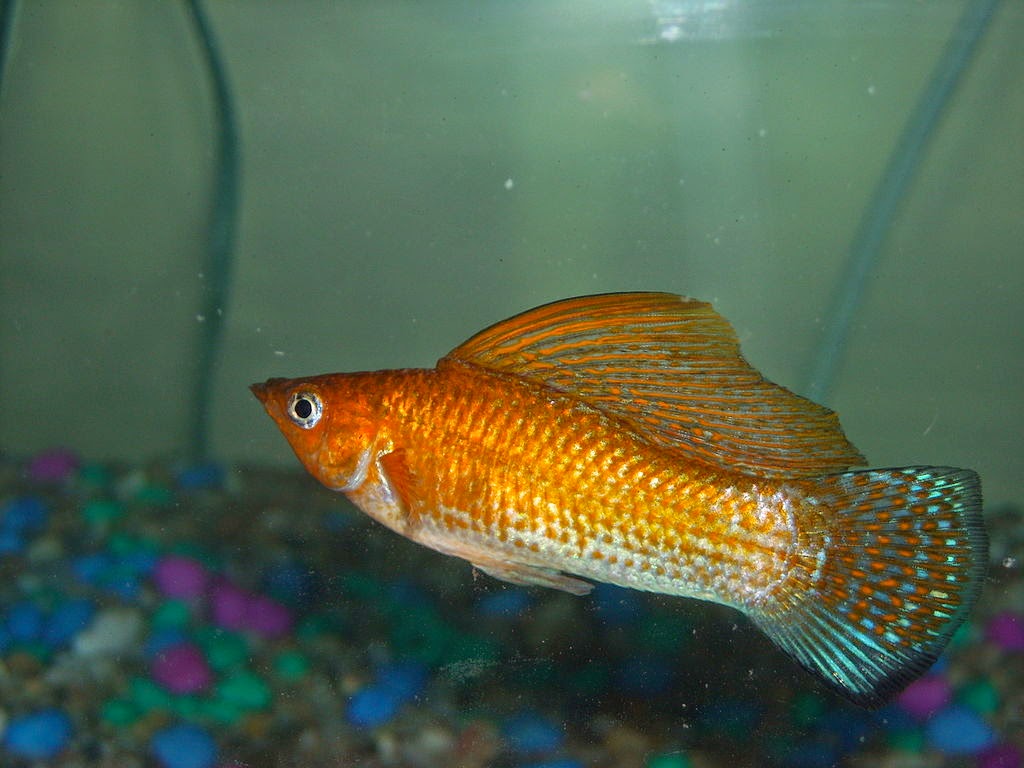 JENIS JENIS IKAN HIAS MOLLY (POECILIA SP.)