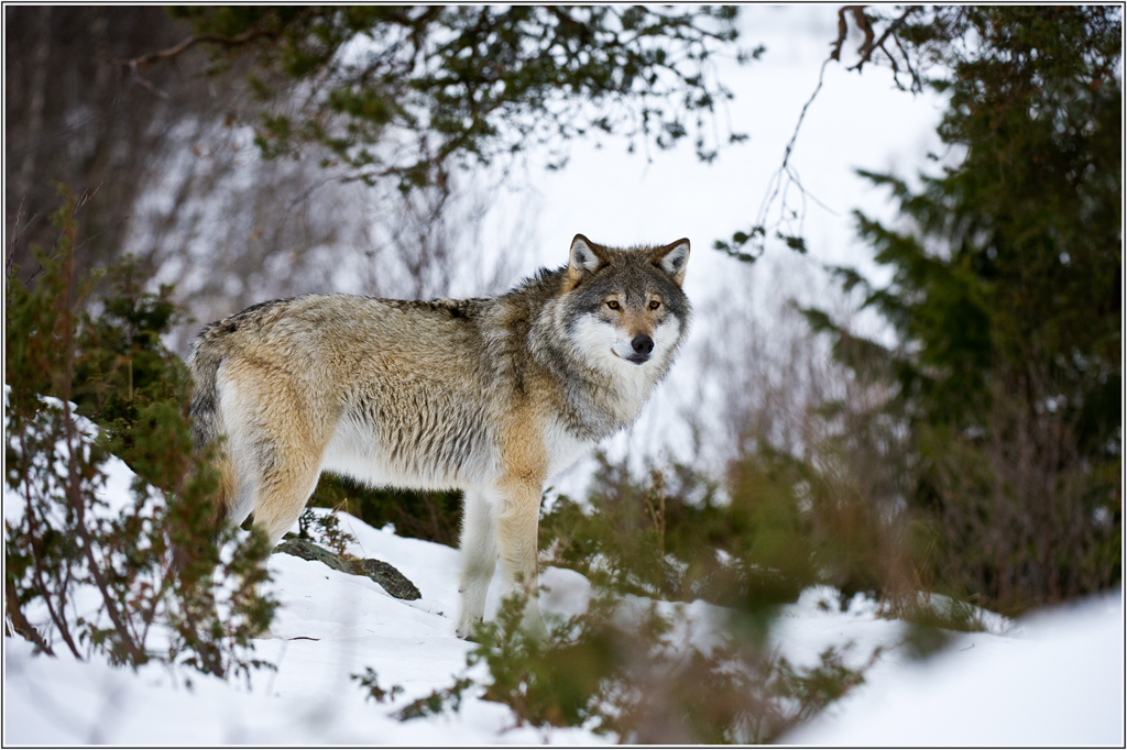 TOM DYRING WILDPHOTO / NN: KONTROLLERTE GAUPER