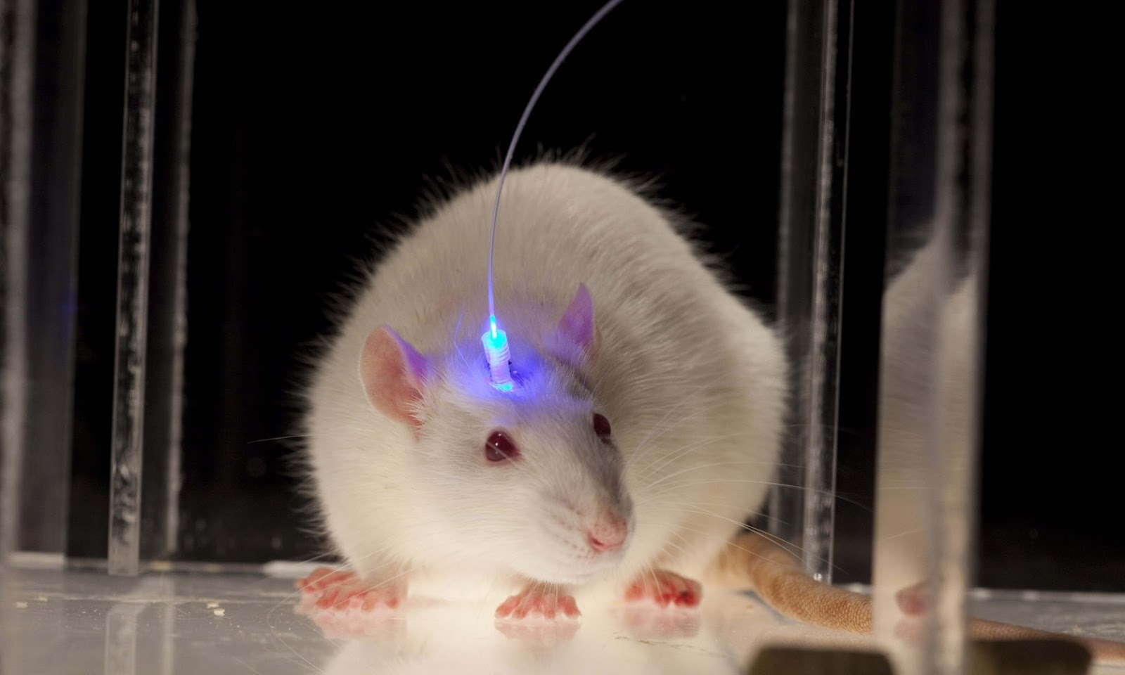 More Brain Points: Optogenetics: Moving From the Lab into Hospitals?