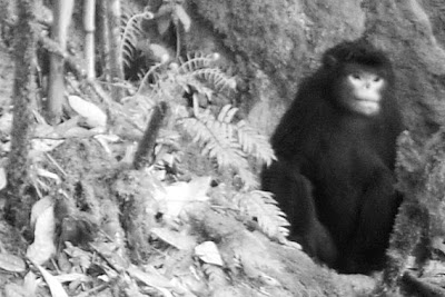 Species New to Science: [News] World's first photo of a living Myanmar ...