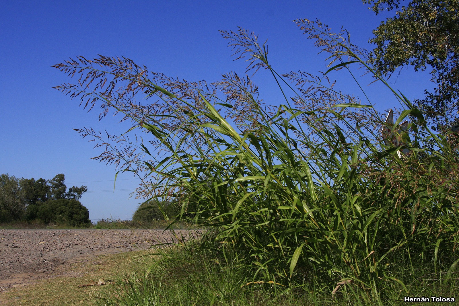 Flora Bonaerense: Sorgo de Alepo (Sorghum halepense)