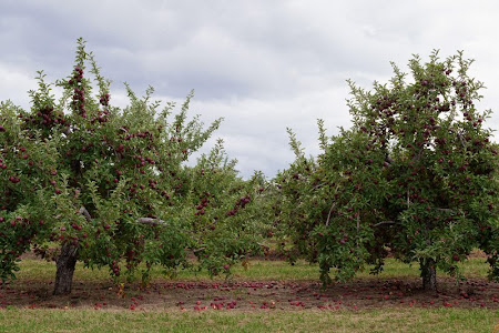 KLASİK,BODUR ELMA-ARMUT FİDANLARI: anahtar teslimi ceviz-badem ormanı ...