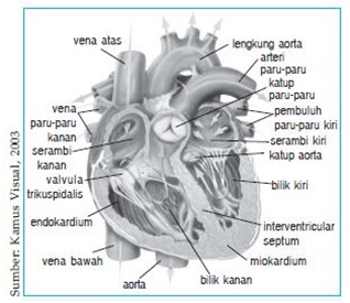 JANTUNG - Saviera Andriany♔