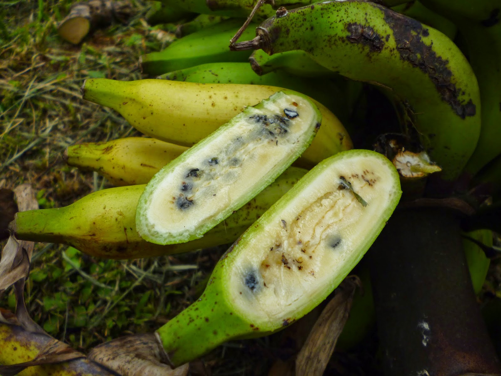 Genetiscience: Bagaimanakah Asal-Usul Pisang Budidaya?