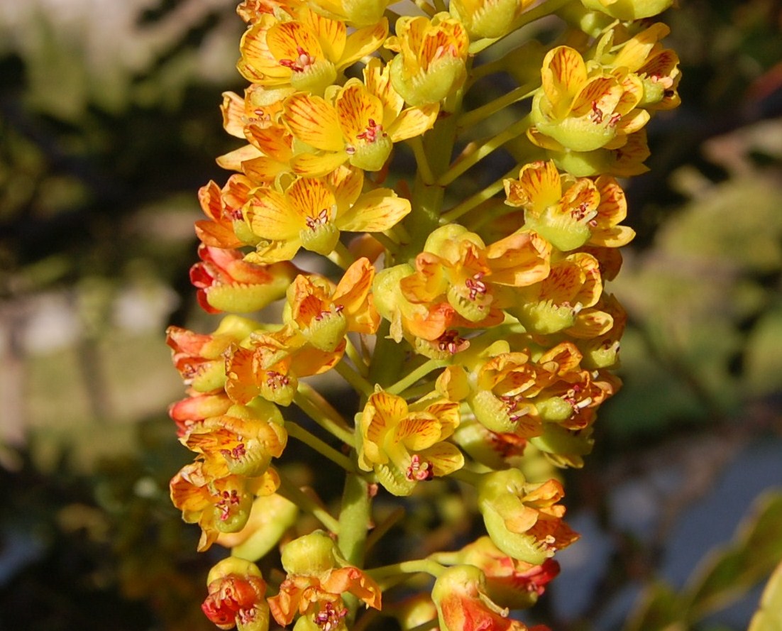 Plantas: Beleza e Diversidade: Tara (Caesalpinia spinosa)