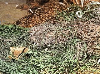 Hedgie's Nature Journal : Hidden Hedgehog traps