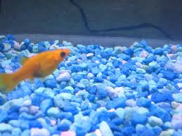 El pez molly cuidados y reproduccion.
