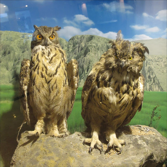 The Adventures of C. M. Kosemen: A Diorama of Human Evolution and Other ...