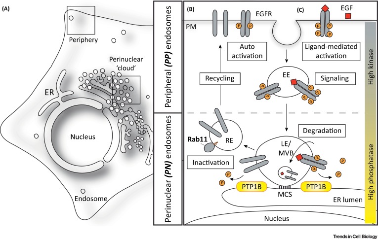 Actualités Scientifiques - Médicales: #trendsincellbiology #endosome S ...