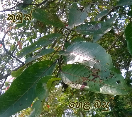 Hela osu: කුඹුක් (Kumbuk)