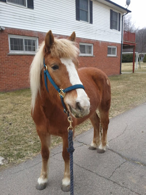 Adventures with Shyloh: pony boot camp