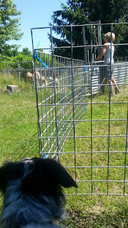 Raising Cinder, a Border Collie Puppy