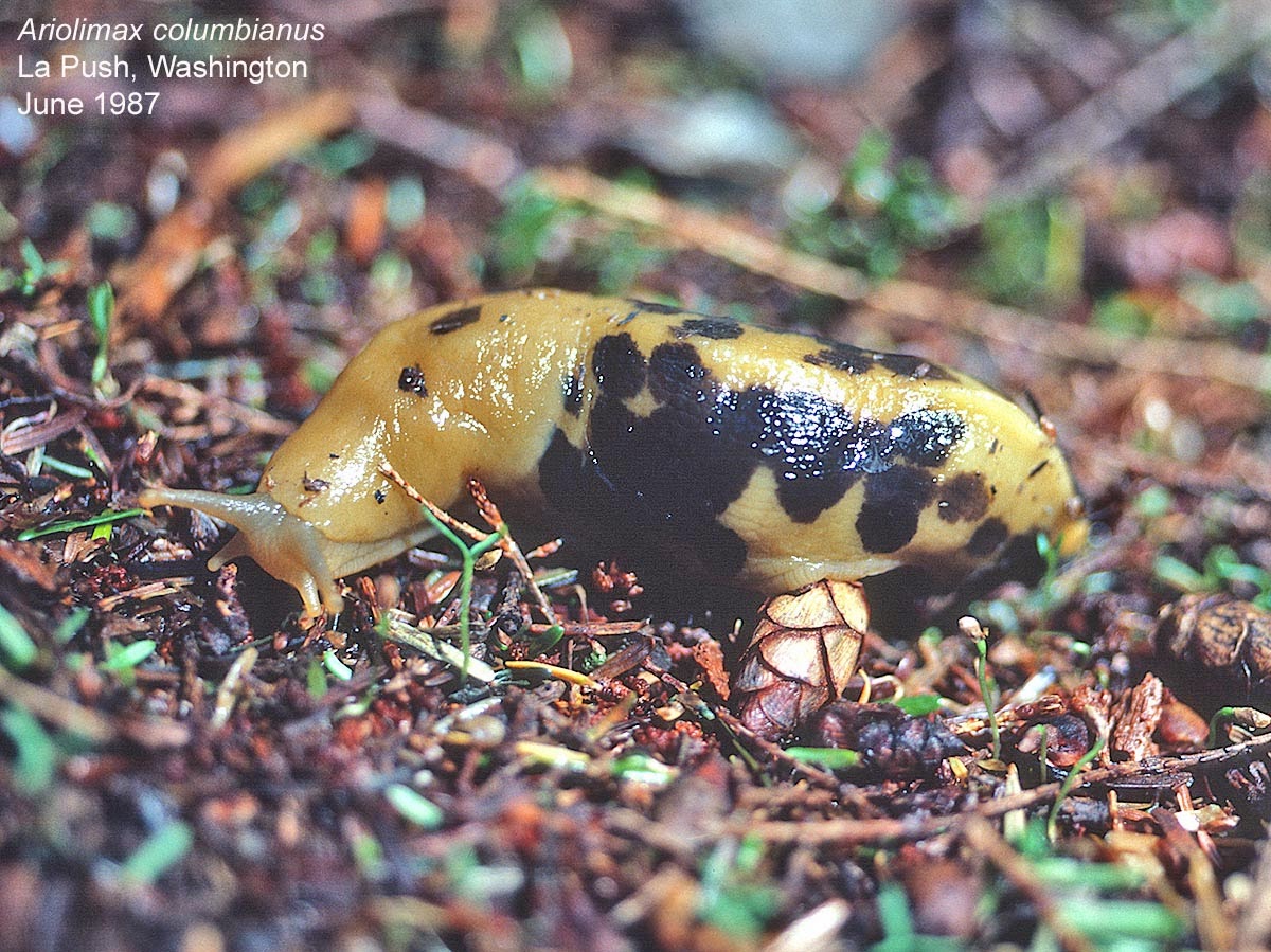 Northwest Nature Notes: THE PACIFIC NORTHWEST IS SLUG COUNTRY