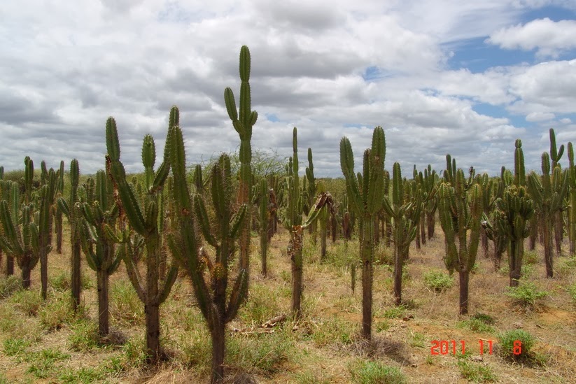 Mandacaru (Cereus jamacaru)