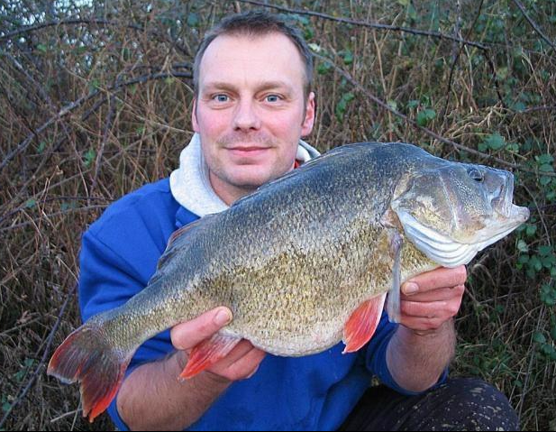International Fishing News: UK: giant 4 lb 10 oz. perch from Essex