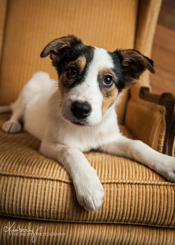 Kimberly Teichrow Photography: New Partnership! It's all about Dogs ...