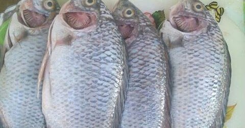 wananchi wagawiwa samaki bure