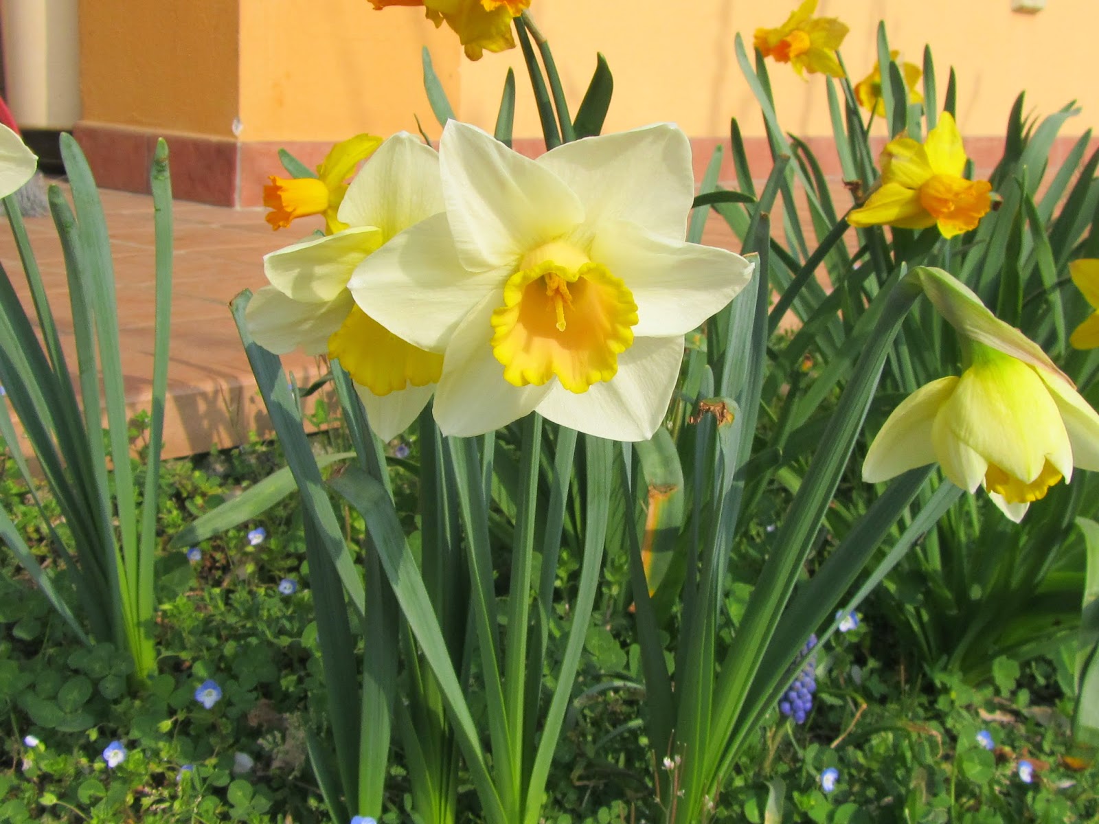 Narcissus (Narcisi) e il Risveglio della Primavera, Come Piantarli ...
