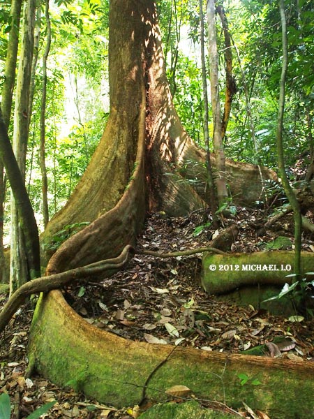 The rainforests of Borneo & Southeast Asia: The land of giant ...