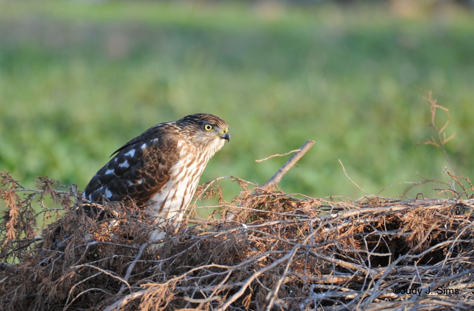 East Texas Birder on The Move: Hawks