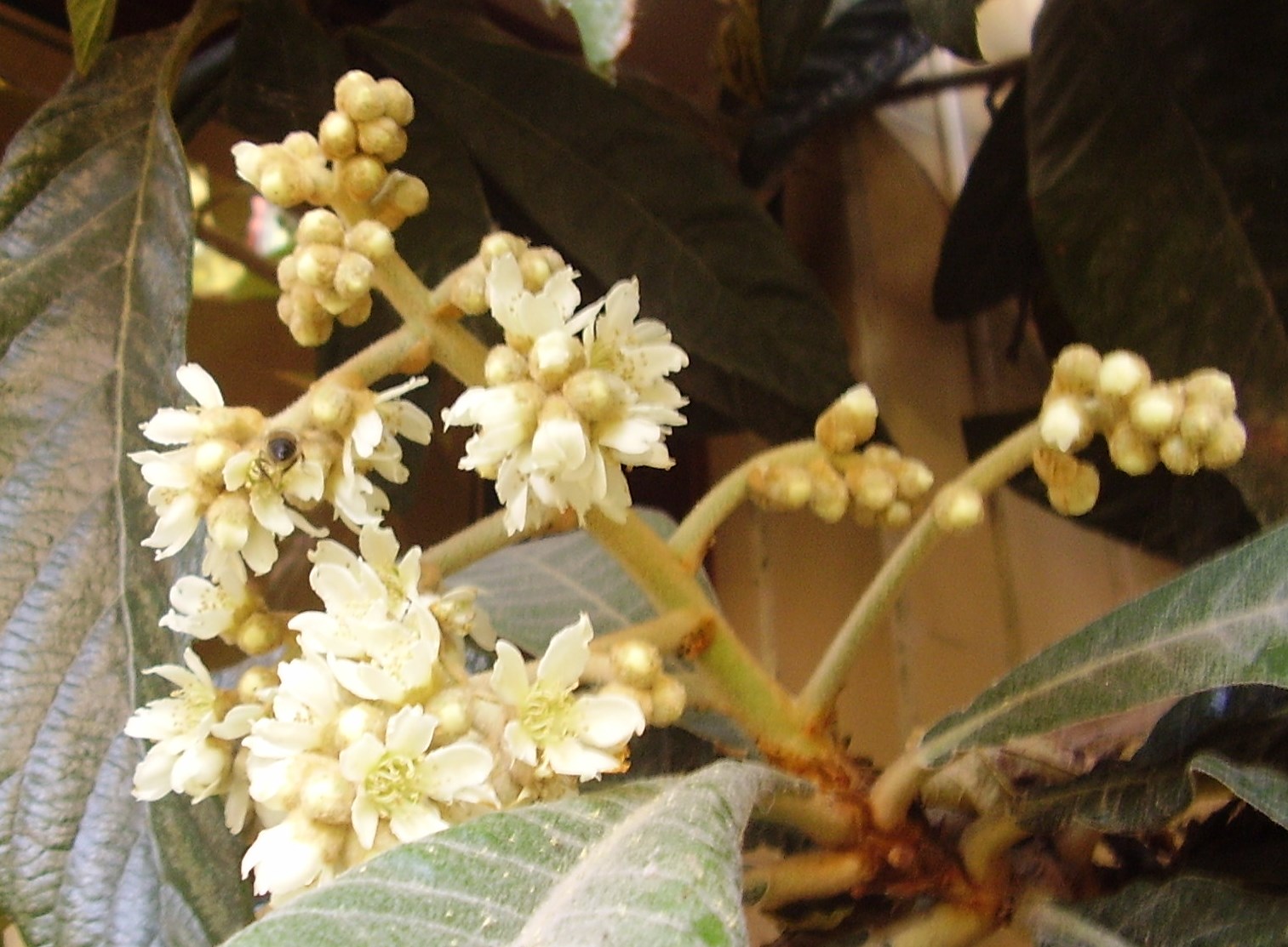 Um amador da Natureza - 2: Em flor