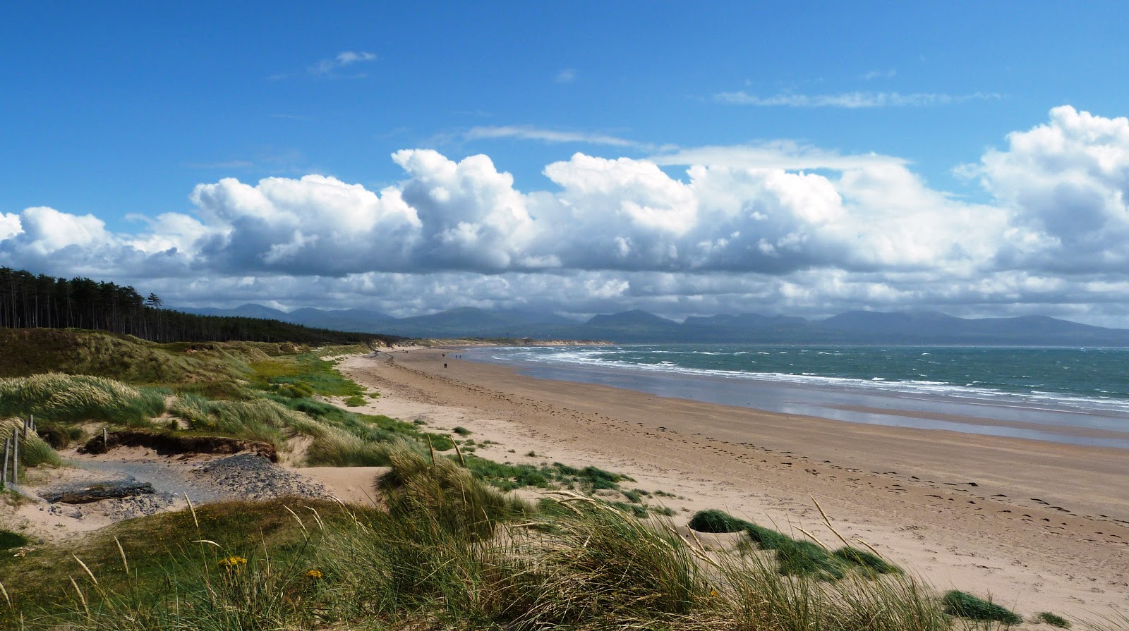 Roebuck's Corner: Anglesey | Newborough Forest