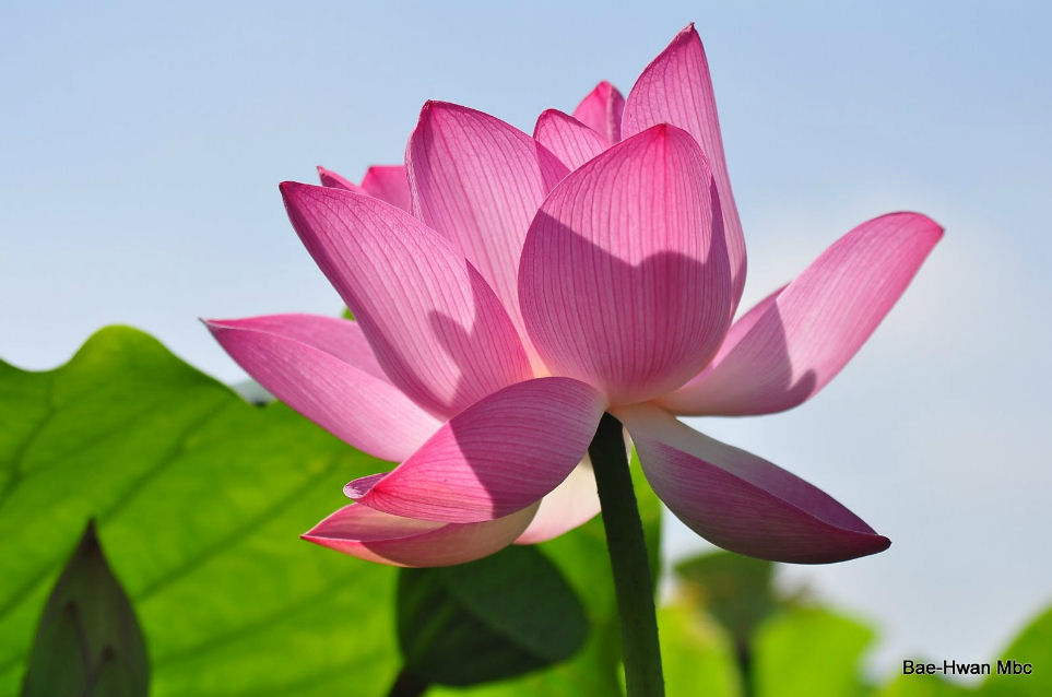 Free Image Bank: Flores muy hermosas by Bae Hwan (15 imágenes)