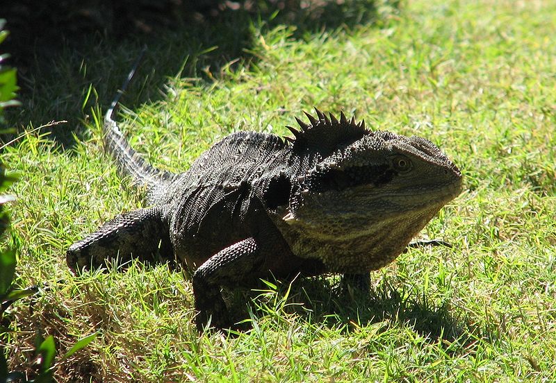 Outback Snack Australia: Australian Dragons