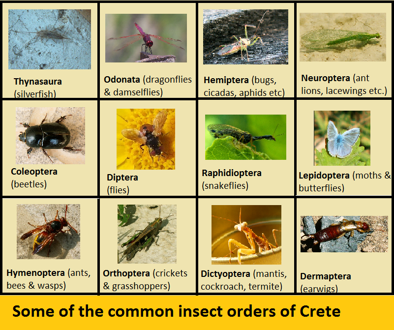 Steve's Nature Blog: Whiffling through the Woodpile – a short history ...