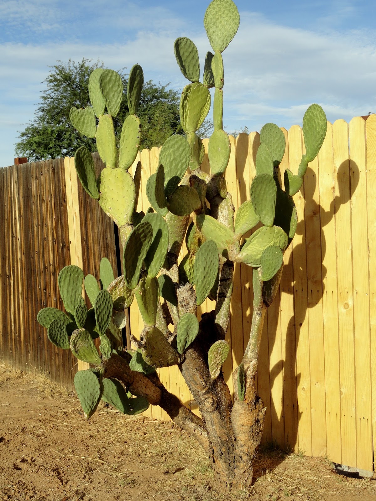 danger garden: Wednesday Vignette, opuntia tree and background