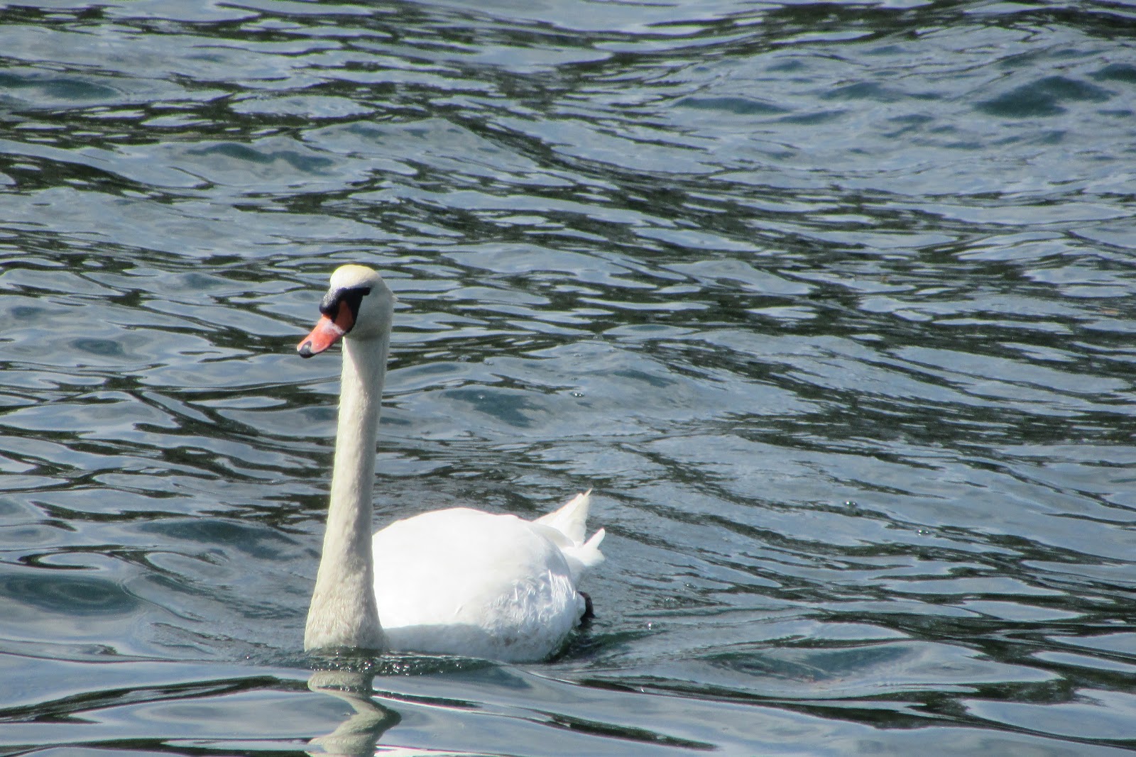 El Bosque y sus Secretos: El canto del cisne