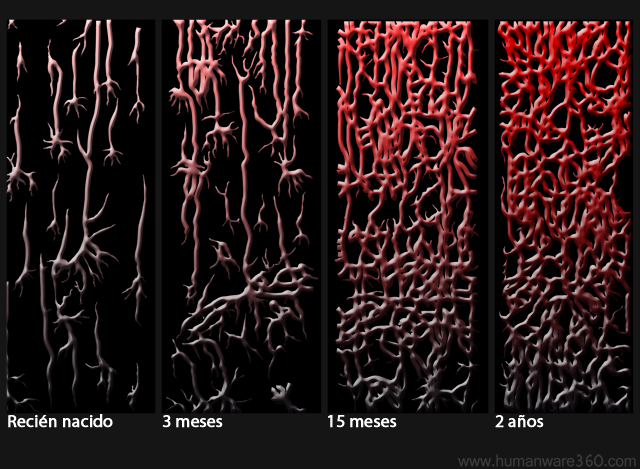 Hablando de aprendizaje: El desarrollo cerebral, neurogénesis ...