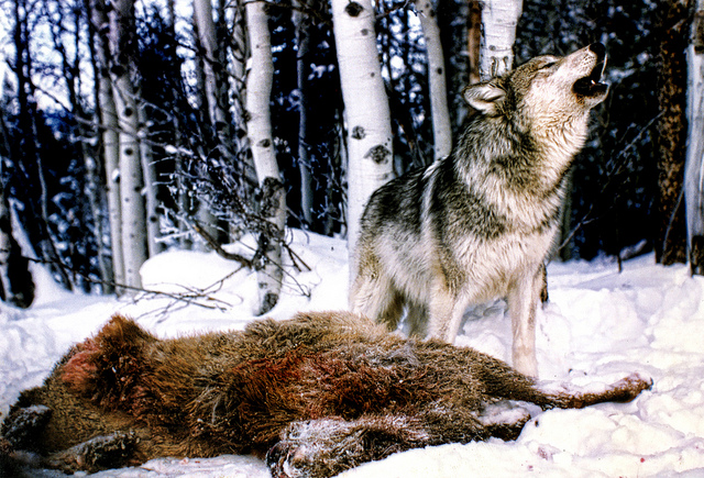 White Wolf : Heartbreaking moment when a pack of wolves mourn the loss ...