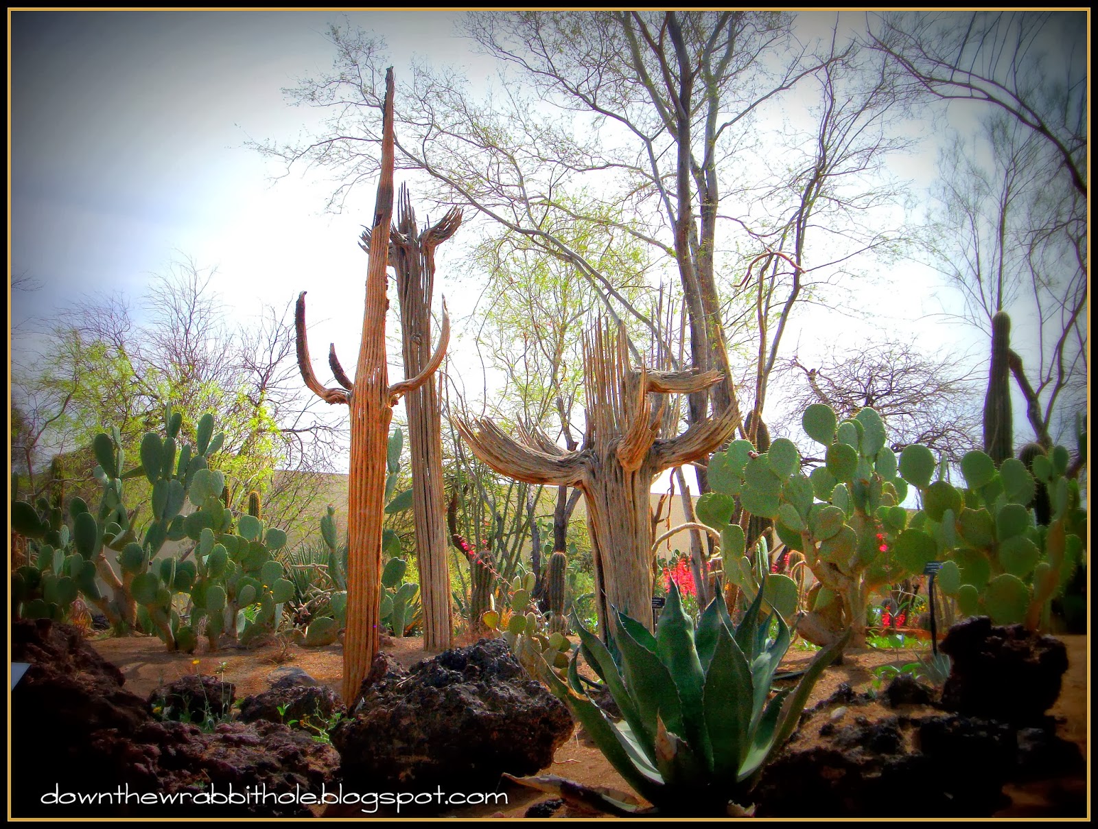 Down the Wrabbit Hole - The Travel Bucket List: Visit a Cactus Garden ...