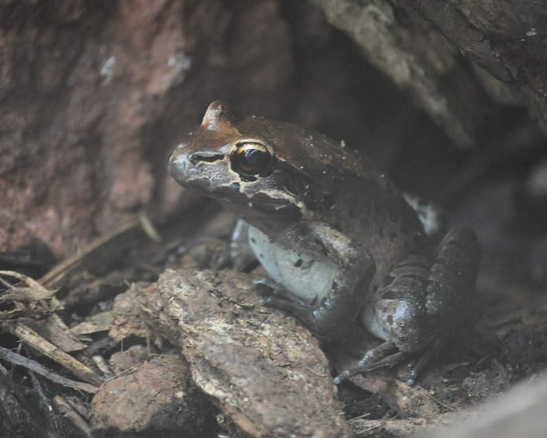ZOOTOGRAFIANDO (6.096 ANIMALS): RANA GIGANTE DE ISLA MONTSERRAT / GIANT ...