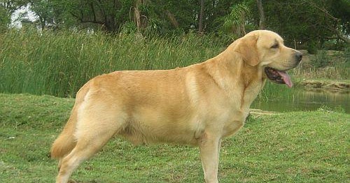 Animals - Love Them ! Help Them ! and Save Them!!!!: For Dog Owners ...