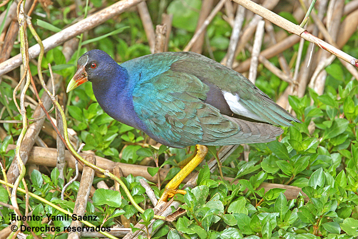 Compañeros de viaje: Pollona azul (Porphyrio martinica)